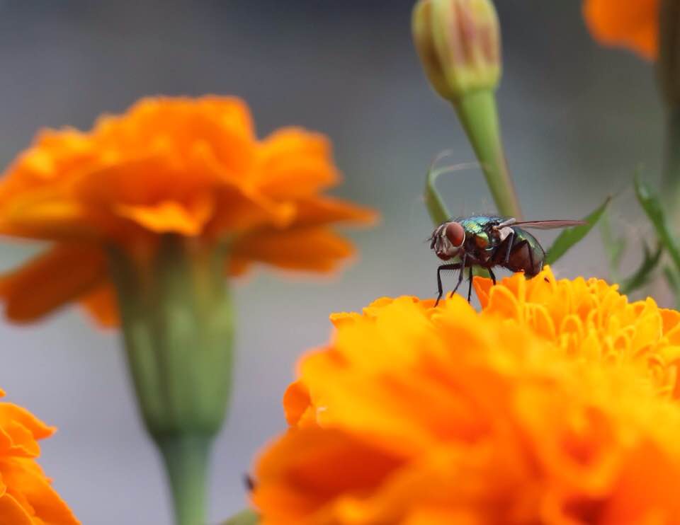 Top 10 shortest-lived insects - History Rundown