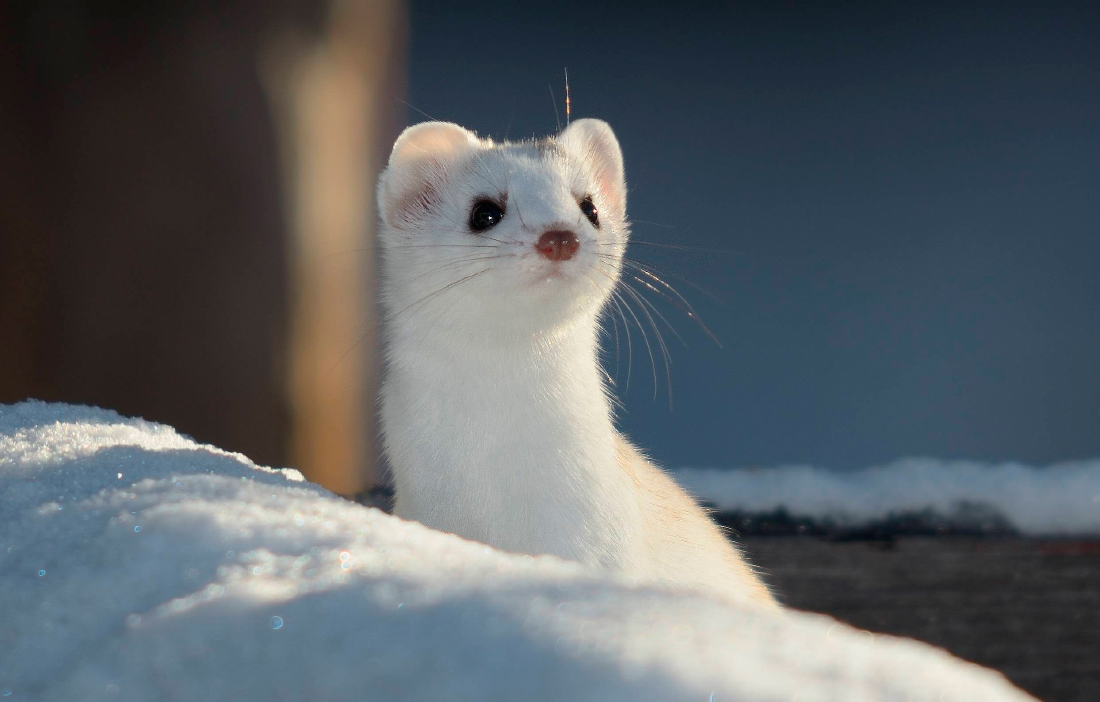 The 20 most beautiful animals in the world - History Rundown