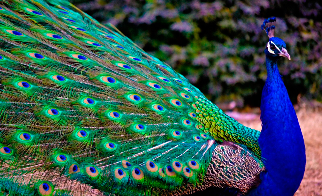 The 20 most beautiful animals in the world - History Rundown