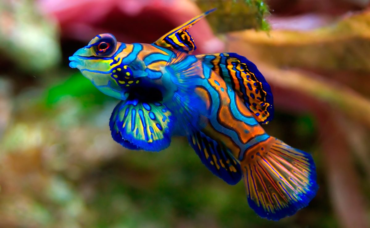 The 20 most beautiful animals in the world - History Rundown